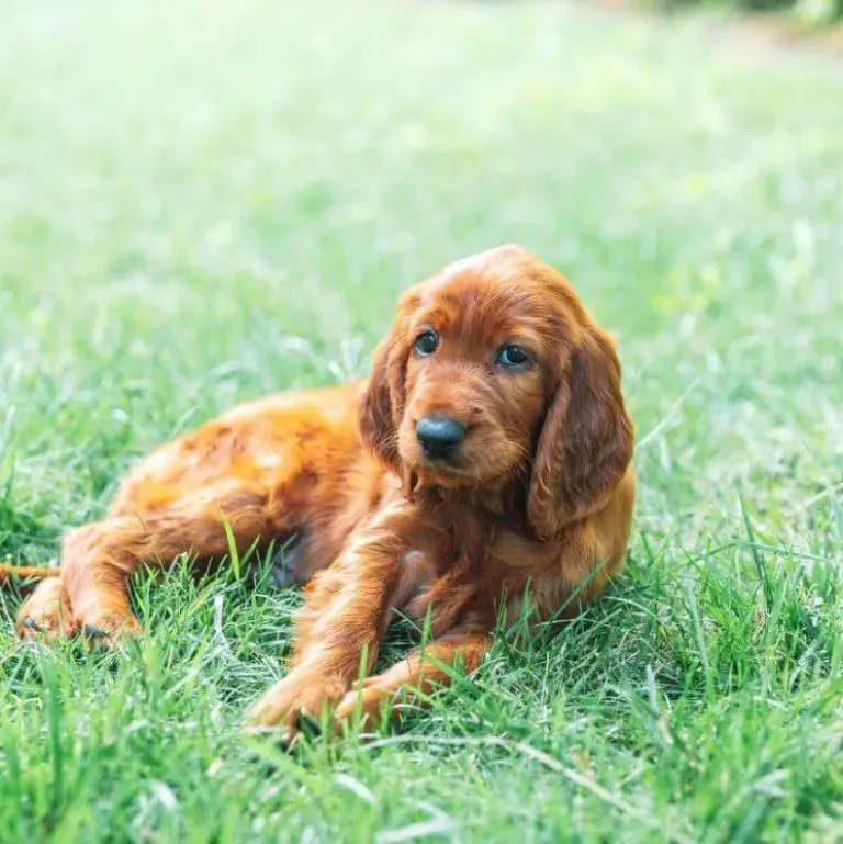 15 Photos Of Irish Setter Puppies That Make Everyone's Heart Melt ...