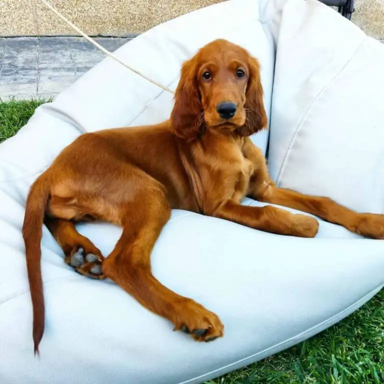 15 Photos Of Irish Setter Puppies That Make Everyone's Heart Melt ...