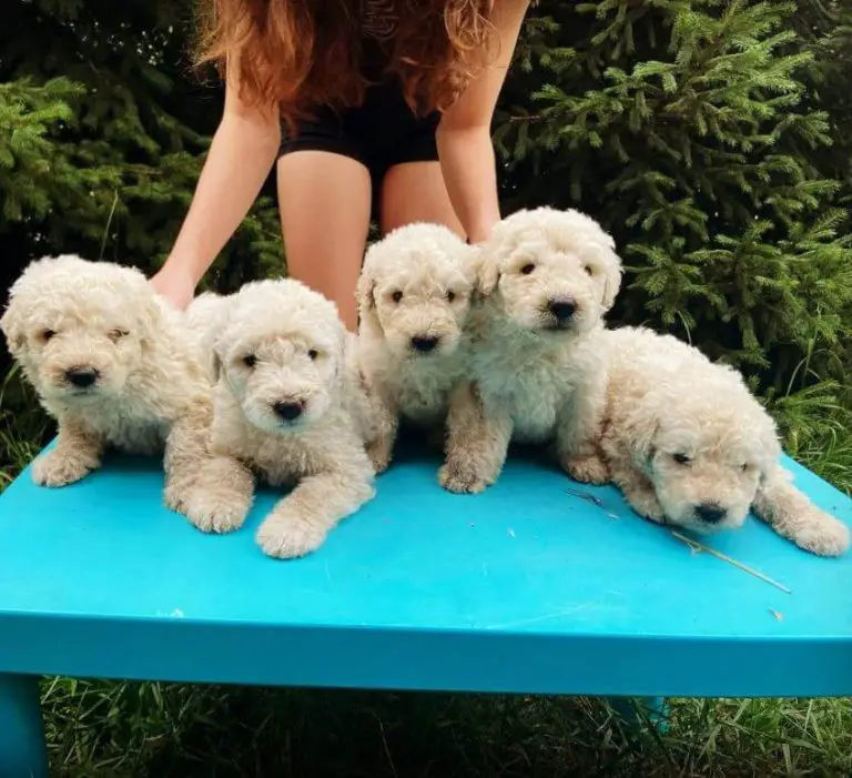 15 Photos Of Komondor Puppies That Make Everyone's Heart Melt ...