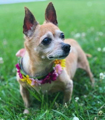 Labored Breathing in Dogs: Causes, Symptoms, and What You Can Do ...