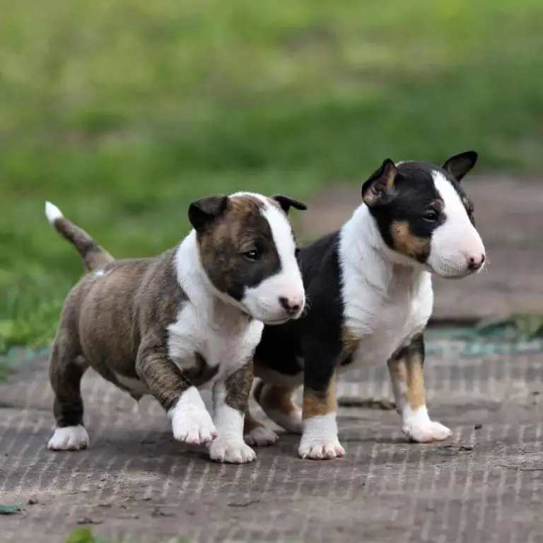 15 Photos Of Miniature Bull Terrier Puppies With Pure Beauty ...