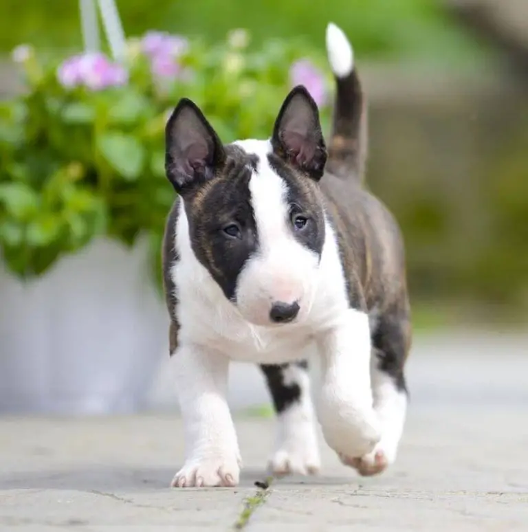 15 Photos Of Miniature Bull Terrier Puppies With Pure Beauty ...