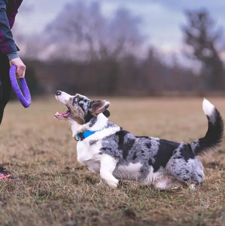 Positive Reinforcement Dog Training: A Rewarding Approach to Canine ...