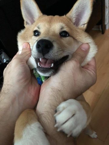 15 Funny Pictures Of Squishy Dog Cheeks - ilovedogscute.com