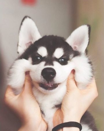 15 Funny Pictures Of Squishy Dog Cheeks - ilovedogscute.com