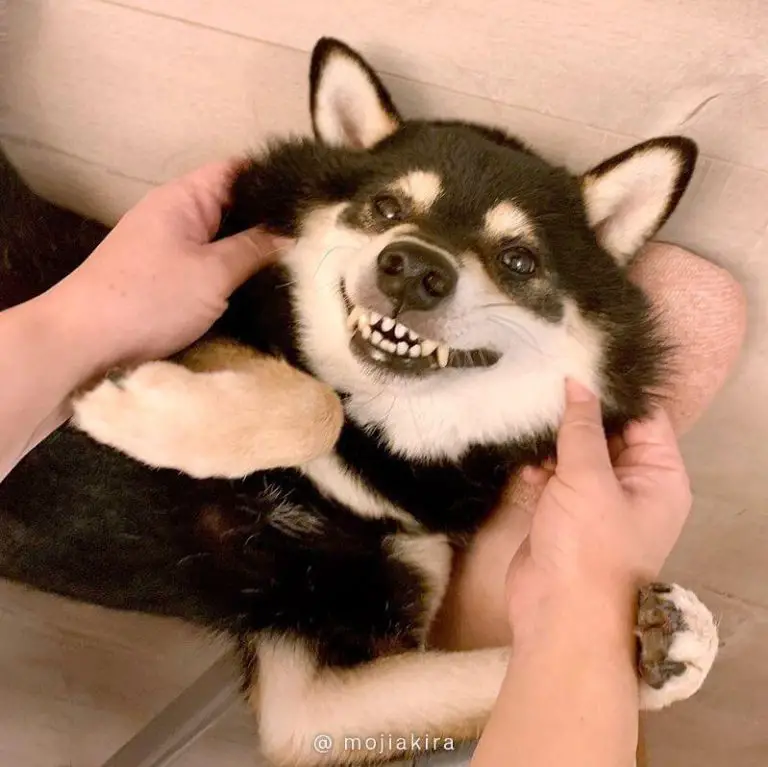 15 Funny Pictures Of Squishy Dog Cheeks - ilovedogscute.com