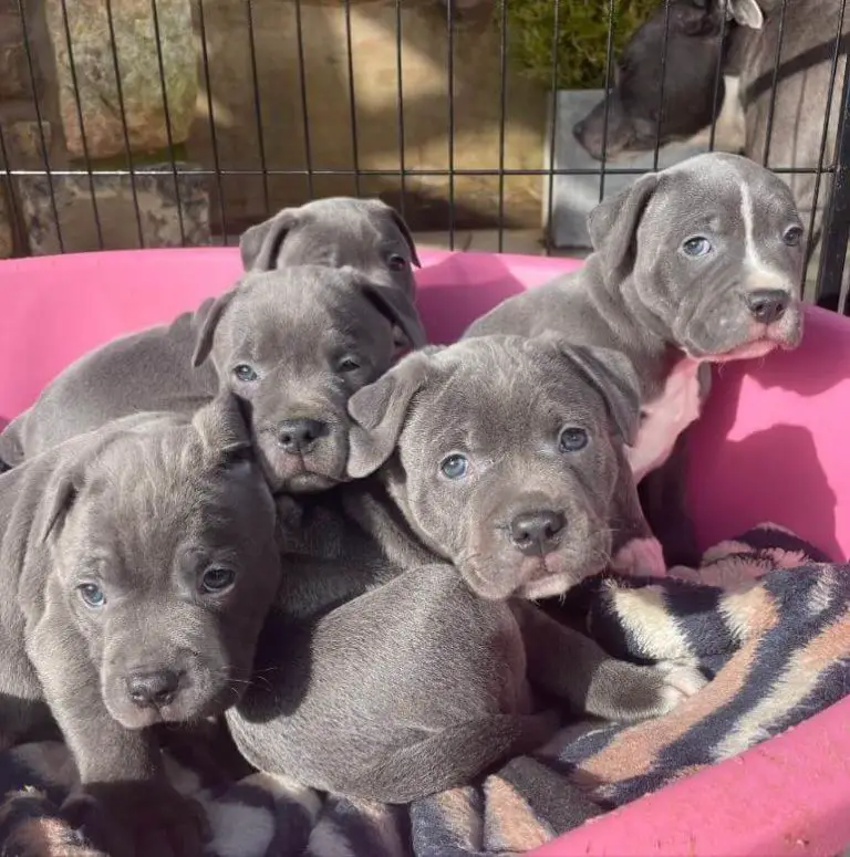 15 Photos Of Staffordshire Bull Terrier Puppies That Make Everyone's ...