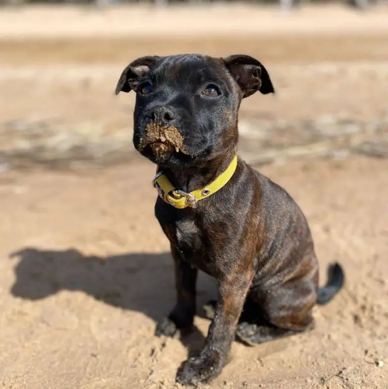 15 Photos Of Staffordshire Bull Terrier Puppies That Make Everyone's ...