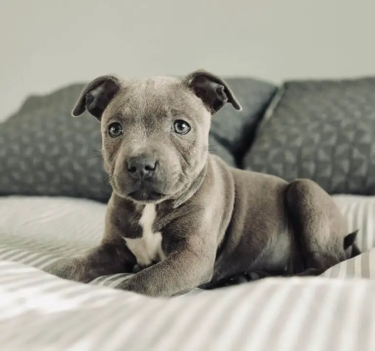 15 Photos Of Staffordshire Bull Terrier Puppies That Make Everyone's ...