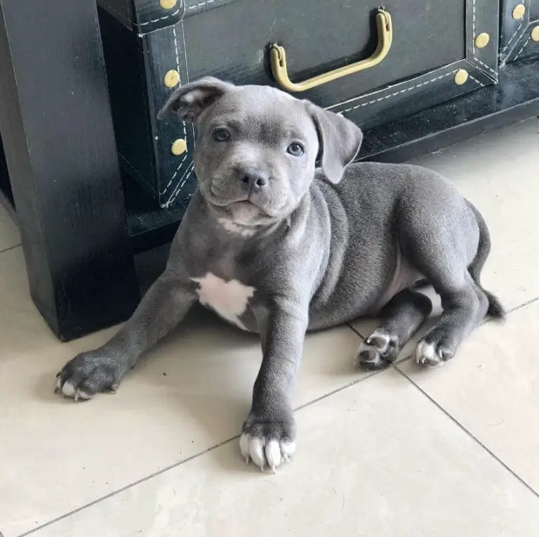 15 Photos Of Staffordshire Bull Terrier Puppies That Make Everyone's ...