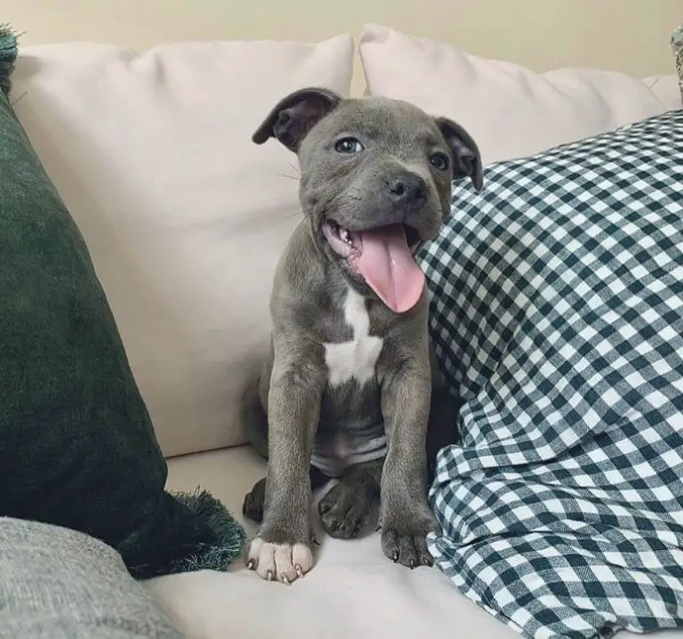 15 Photos Of Staffordshire Bull Terrier Puppies That Make Everyone's ...