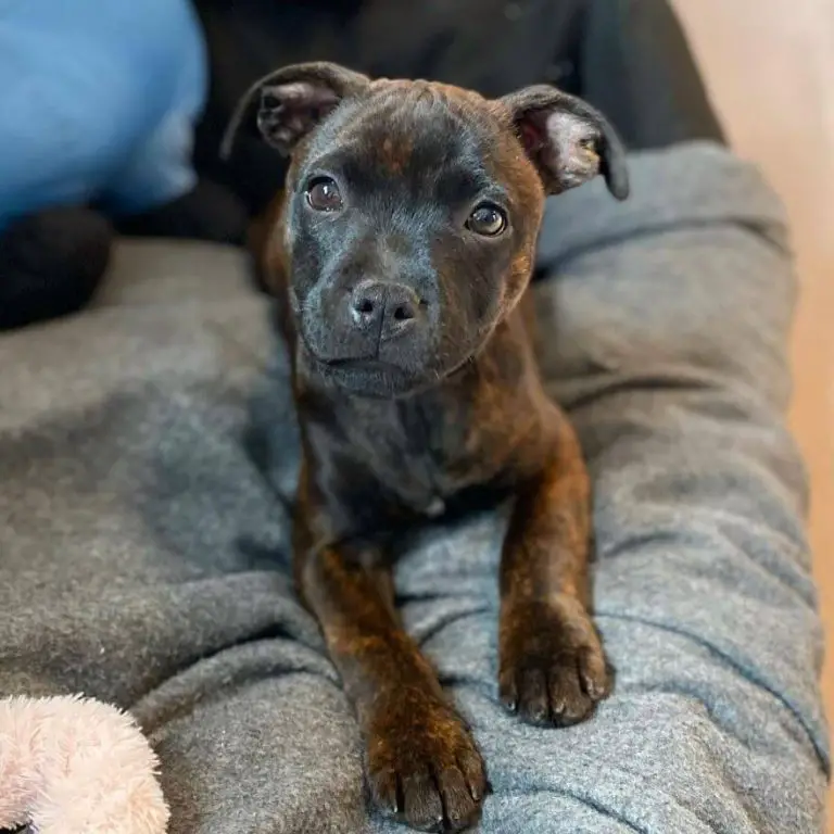15 Photos Of Staffordshire Bull Terrier Puppies That Make Everyone's ...
