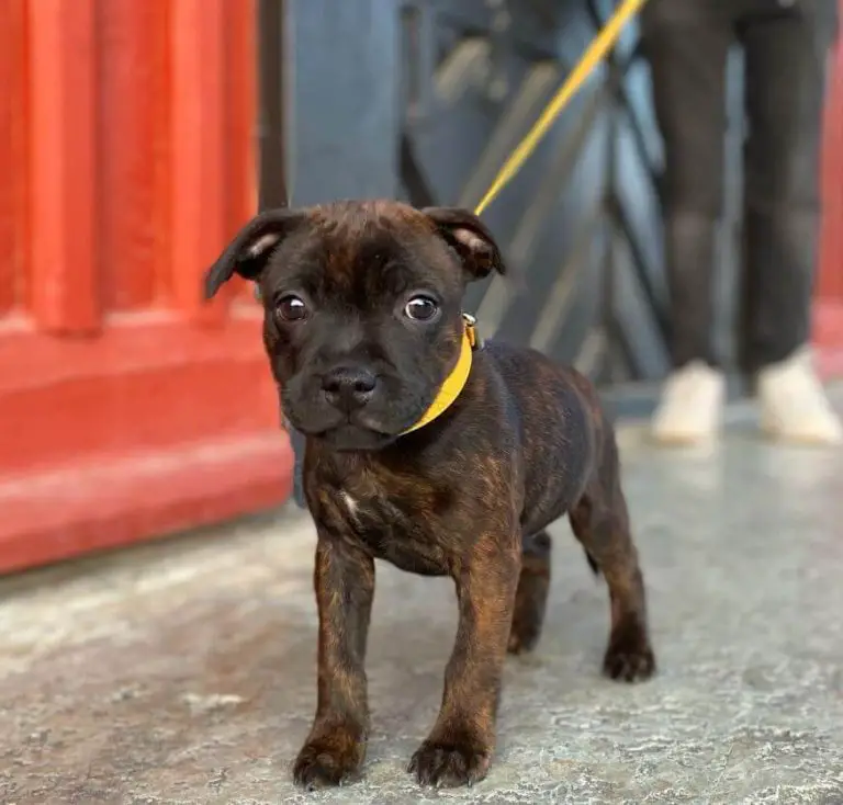 15 Photos Of Staffordshire Bull Terrier Puppies That Make Everyone's ...
