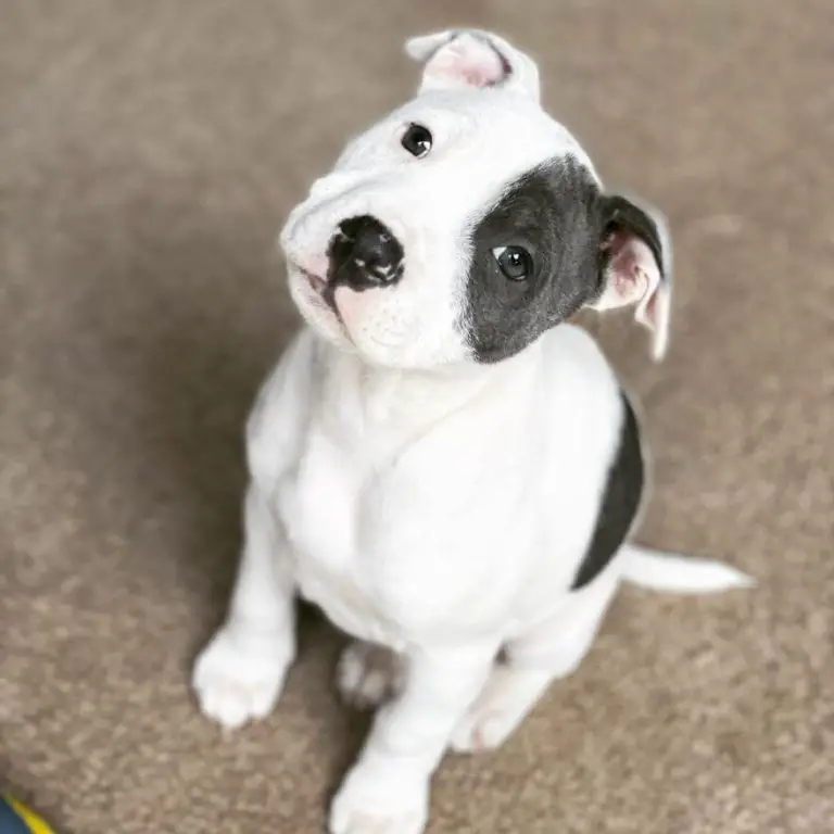 15 Photos Of Staffordshire Bull Terrier Puppies That Make Everyone's ...