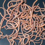 Understanding Roundworms in Dogs: Causes, Symptoms, Treatment, and ...
