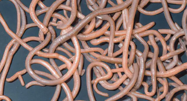 Understanding Roundworms in Dogs: Causes, Symptoms, Treatment, and ...