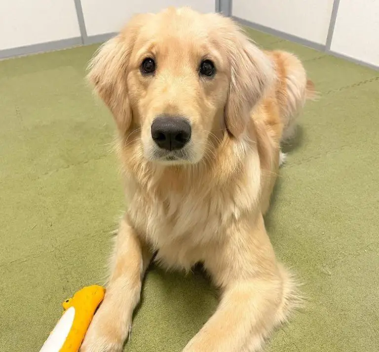 Understanding Whipworms in Dogs: Causes, Symptoms, Treatment, and ...