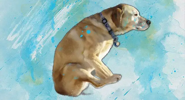 Why Is My Dog Scooting? Understanding the Causes and Solutions ...