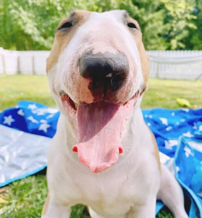 Why Is My Dog Wheezing? A Comprehensive Guide - ilovedogscute.com
