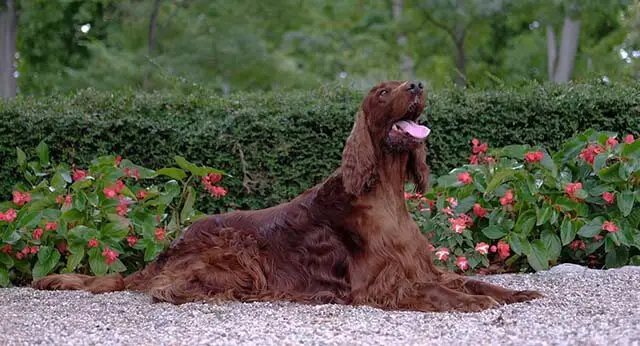 Why Is My Dog Wheezing? A Comprehensive Guide - ilovedogscute.com