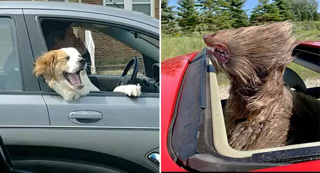15 Funny Pictures Of Dogs Enjoying A Car Ride - ilovedogscute.com