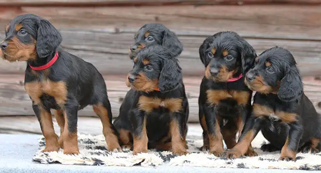 15 Photos Of Gordon Setter Puppies That Make Everyone's Heart Melt