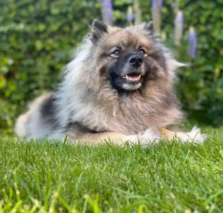 A Comprehensive Guide to Rimadyl (Carprofen) for Dogs - ilovedogscute.com