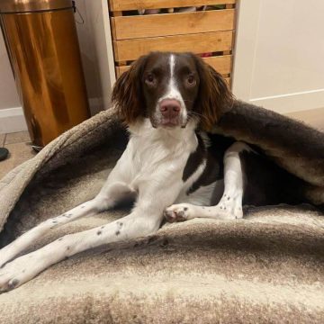 A Comprehensive Guide to Rimadyl (Carprofen) for Dogs - ilovedogscute.com