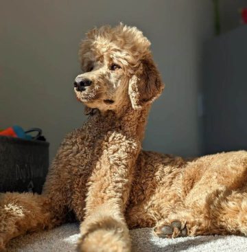 A Comprehensive Guide to Rimadyl (Carprofen) for Dogs - ilovedogscute.com