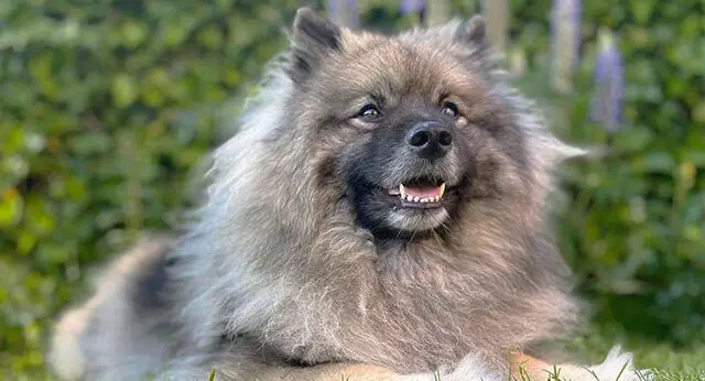 A Comprehensive Guide to Rimadyl (Carprofen) for Dogs - ilovedogscute.com