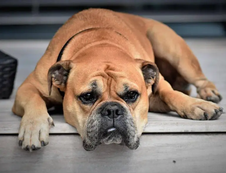 Autoimmune Disease in Dogs: Causes, Symptoms, and Treatment ...