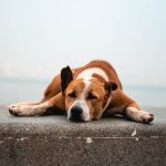 Autoimmune Disease in Dogs: Causes, Symptoms, and Treatment ...