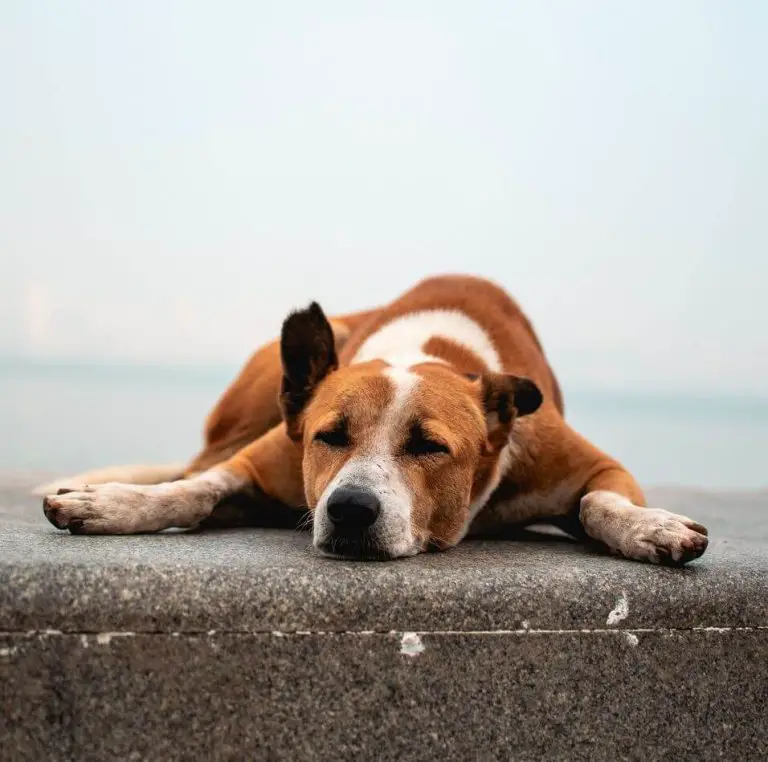 Autoimmune Disease in Dogs: Causes, Symptoms, and Treatment ...