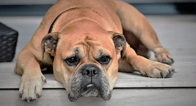 Autoimmune Disease in Dogs: Causes, Symptoms, and Treatment ...