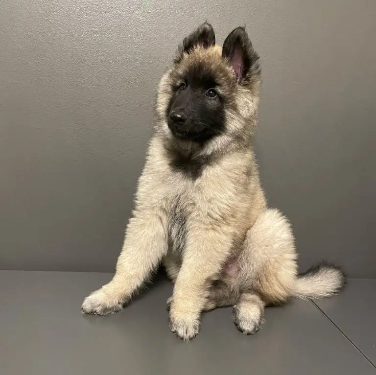 15 Photos Of Belgian Tervuren Puppies With Pure Beauty - ilovedogscute.com