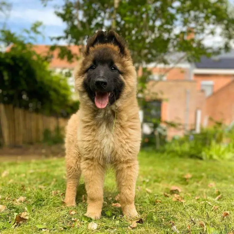 15 Photos Of Belgian Tervuren Puppies With Pure Beauty - ilovedogscute.com