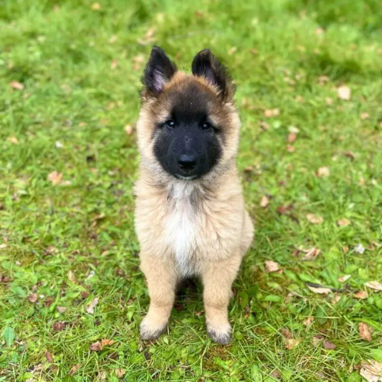 15 Photos Of Belgian Tervuren Puppies With Pure Beauty - ilovedogscute.com