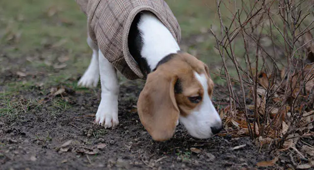 Can Dogs Smell Their Owners From 11 Miles Away? - ilovedogscute.com