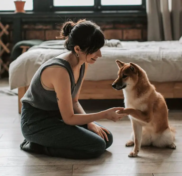 Can Dogs Understand Human English? - ilovedogscute.com