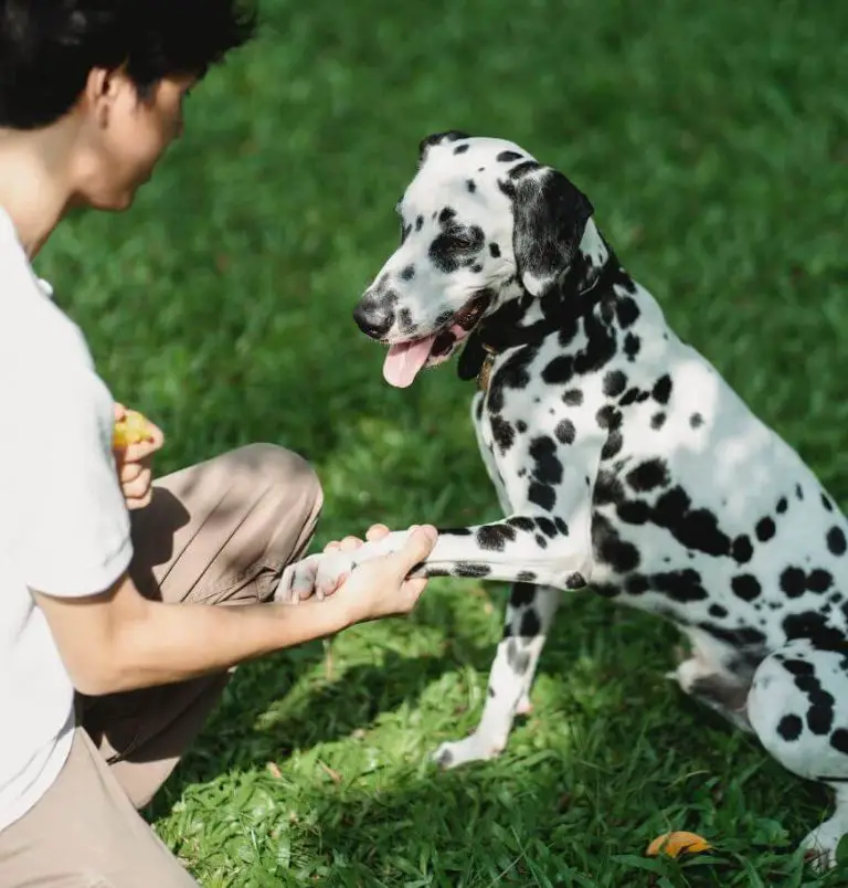 Can Dogs Understand Human English? - ilovedogscute.com