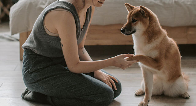 Can Dogs Understand Human English? - ilovedogscute.com
