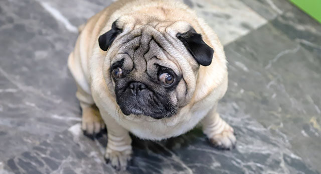 Can Your Dog Sense Your Anger? - ilovedogscute.com