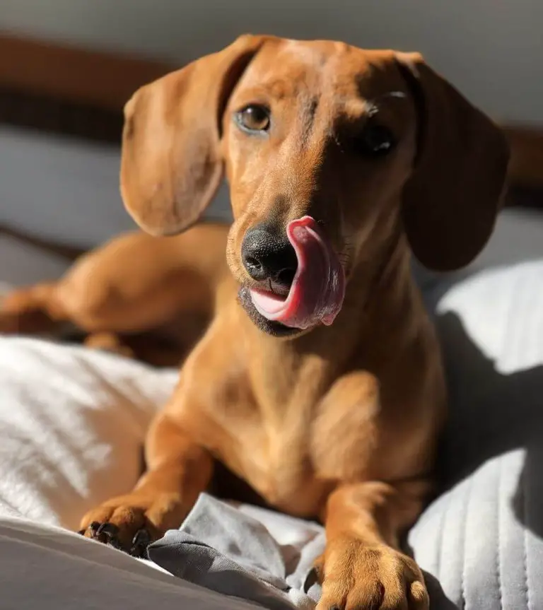 Cephalexin: A Guide to Its Uses and Benefits for Dogs - ilovedogscute.com