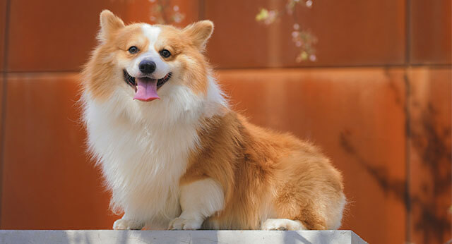 Do Dogs Have A Sixth Sense? - ilovedogscute.com