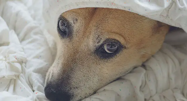 Do Dogs Know When You Scold Them? - ilovedogscute.com