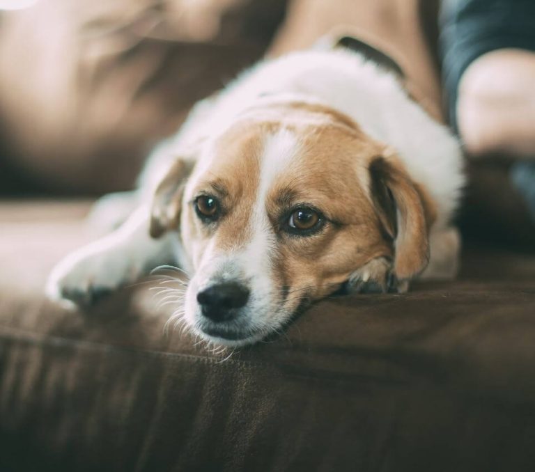 Do Dogs Remember Other Dogs That Have Died? - ilovedogscute.com