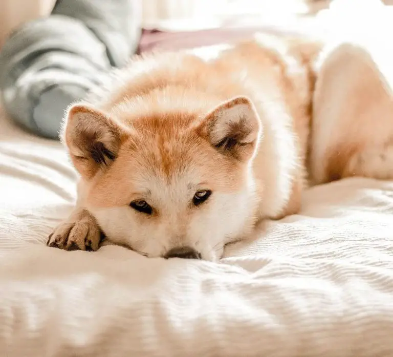 Do Dogs Remember Other Dogs That Have Died? - ilovedogscute.com