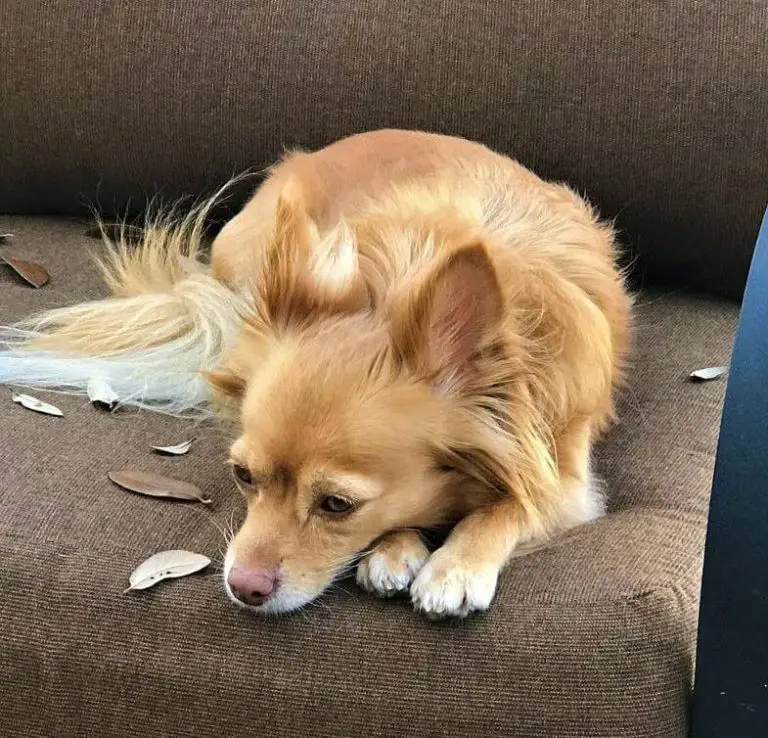 Do Dogs Remember Other Dogs That Have Died? - ilovedogscute.com