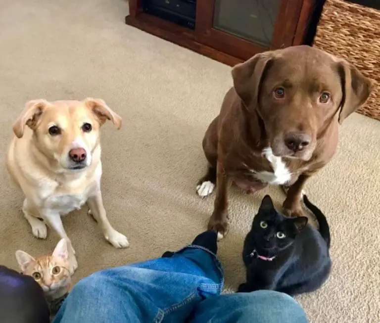 15 Funny Pictures Of Dogs Begging For Food - ilovedogscute.com