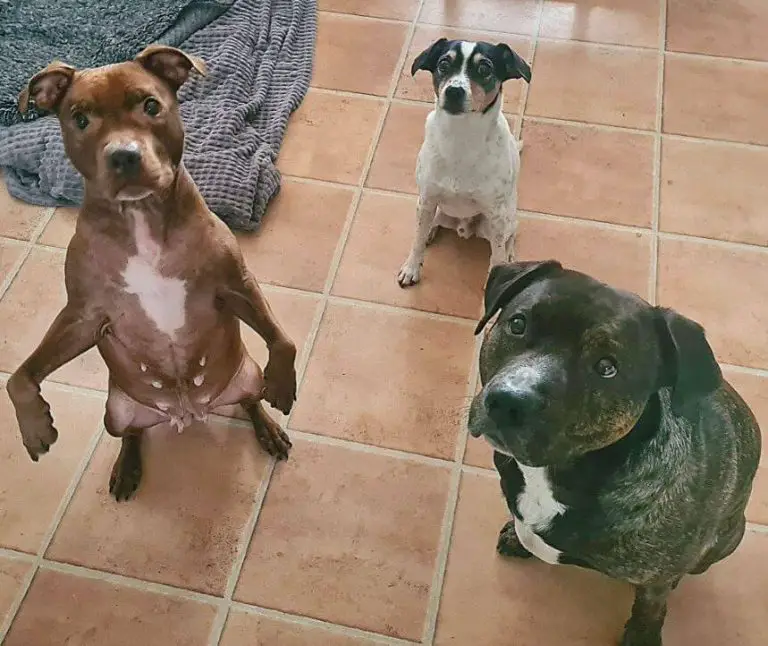 15 Funny Pictures Of Dogs Begging For Food - ilovedogscute.com